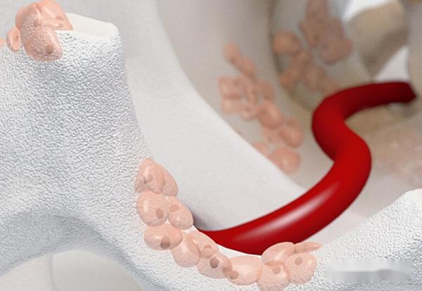 骨再生大咖：瑞士盖氏的故事 - 知乎