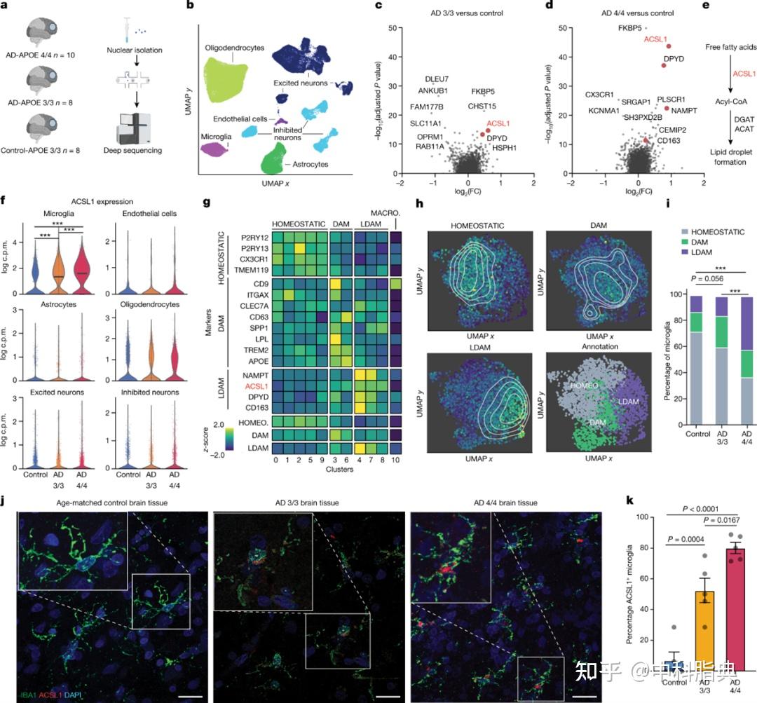 Nature：APOE4/4与阿尔茨海默病小胶质细胞损伤性脂滴有关 - 知乎