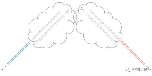 Tn5丨转座现象如何应用于文库构建 - 知乎