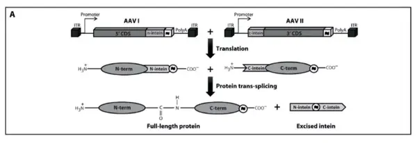 小布解读 | 总结盘点超大基因组的AAV载体设计 - 知乎
