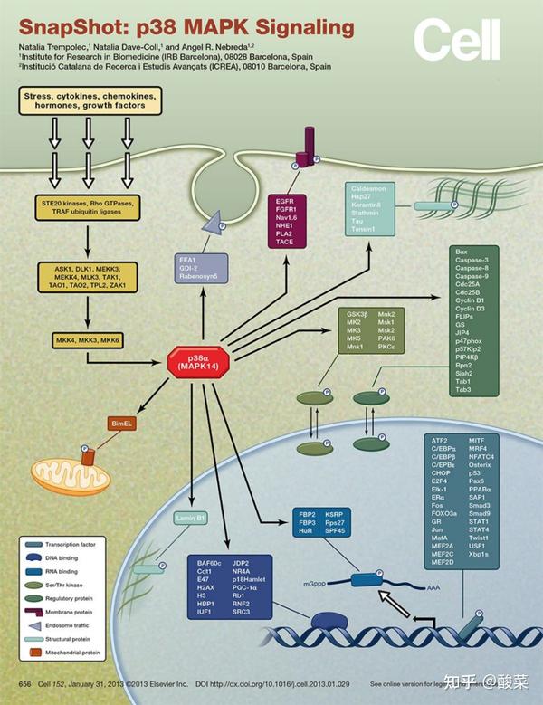 MAPK信号通路取得重要进展，这个热门信号通路必须学！ - 知乎