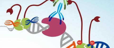 干货 | CUT&Tag核心酶Hyperactive PA/PG-Tn5 Transposase大解密 - 知乎