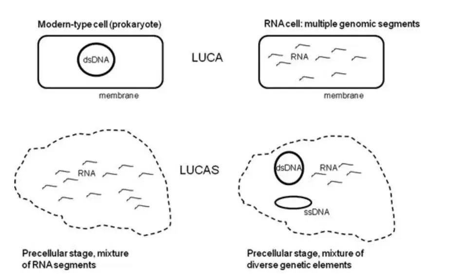 LUCA: 现代生命的老祖宗 - 知乎