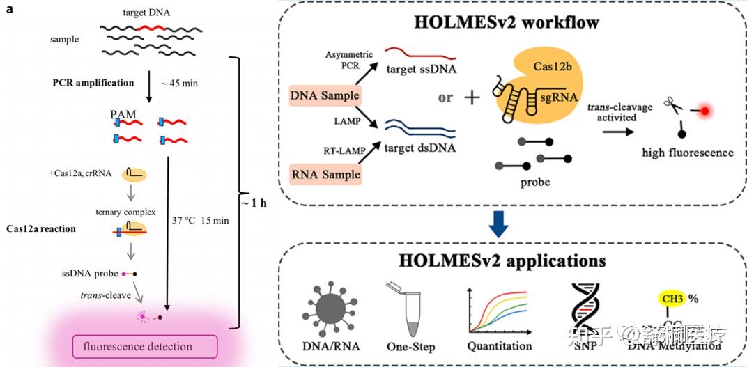 知识分享 | 基于CRISPR/Cas系统的诊断技术 - 知乎