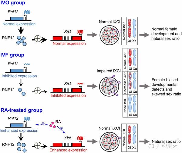 PNAS | 小鼠体外受精（IVF）胎儿性别比例失衡 - 知乎