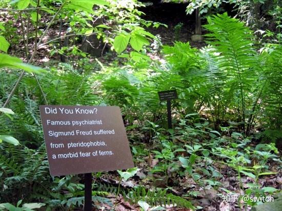 特殊恐惧症：害怕蕨类植物的心理大师 - 知乎