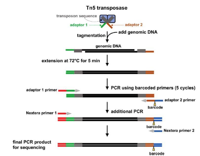 一文读懂表观遗传学研究利器——ATAC-seq技术及应用丨深度长文 - 知乎