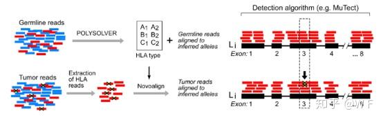 Polysolver预测HLA分型原理及测试 - 知乎