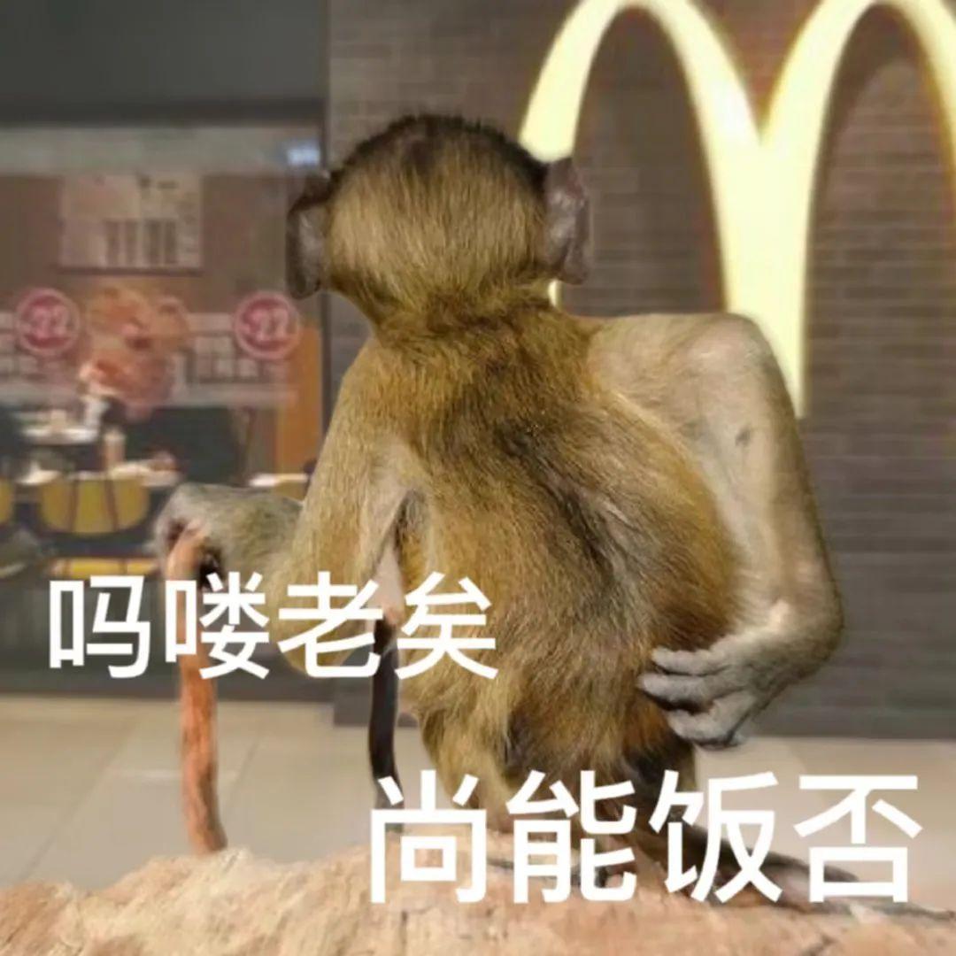 吗喽表情包、猴子表情包，高清无水印 - 知乎