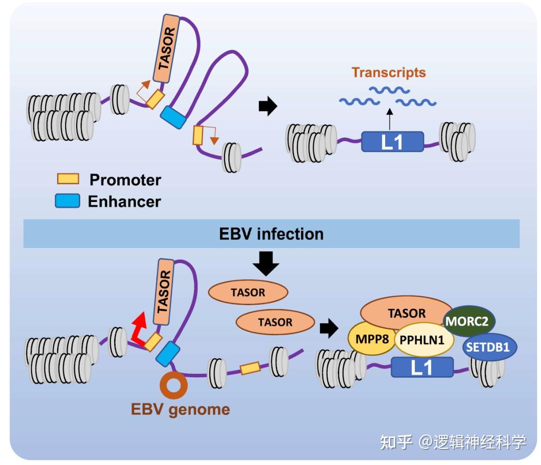 NAR｜南京大学医学院何素素等团队揭示EBV病毒-宿主基因组相互作用抑制EBV相关胃癌中逆转录转座子LINE-1表达的分子机制 - 知乎