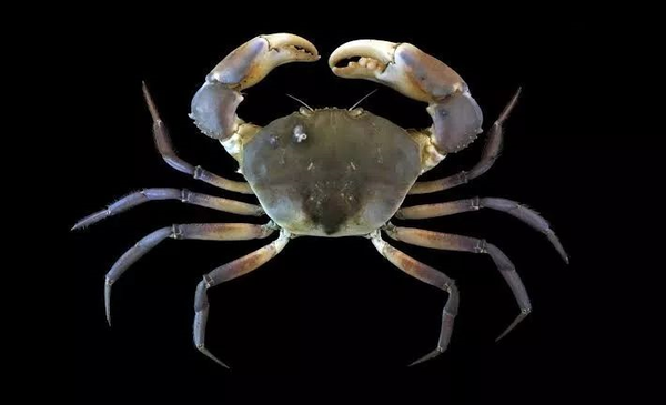 以女神之名——“海仙女”的前世今生（下）（作者：袁梓铭） - 知乎