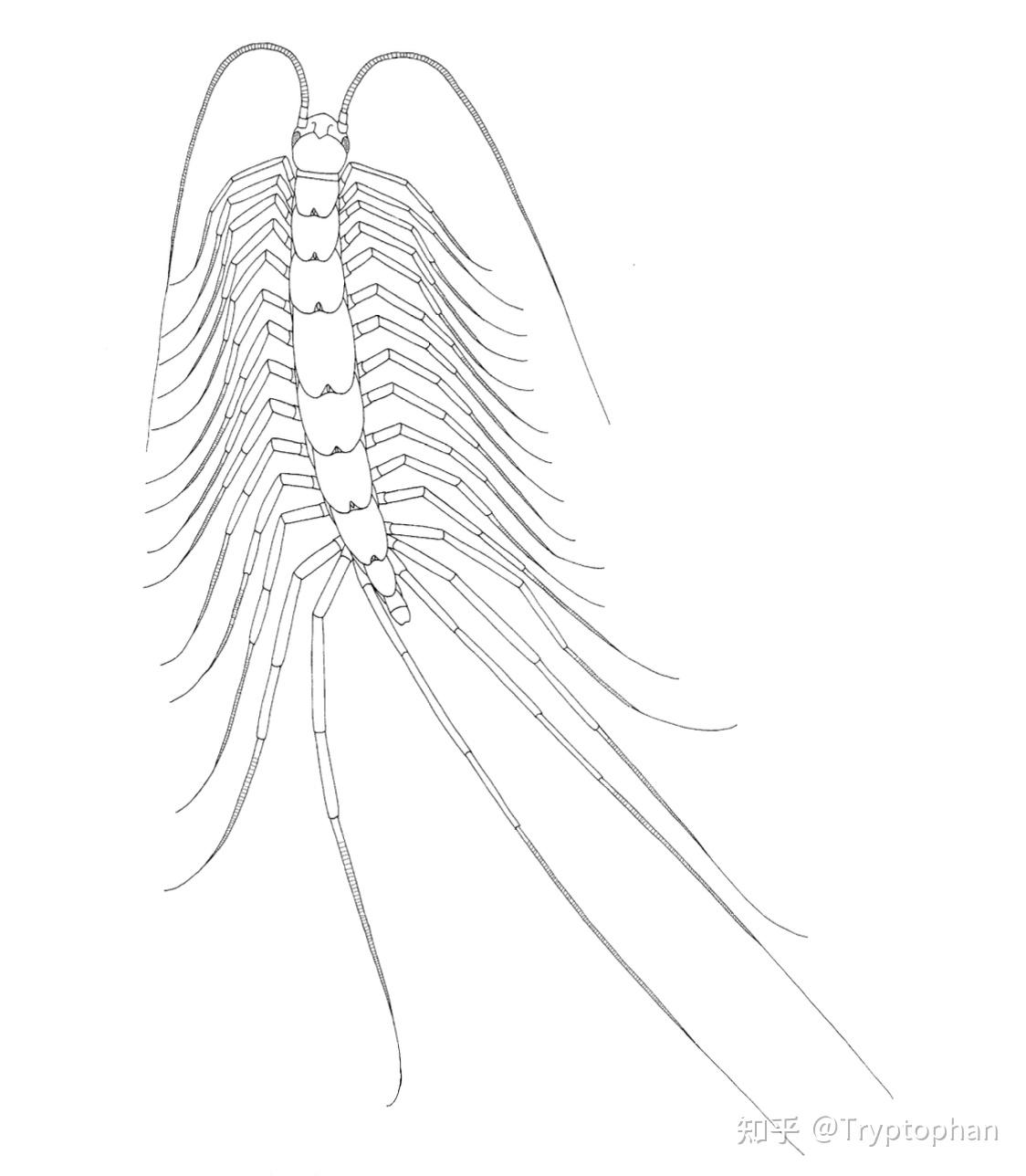 【Scutigeromorpha 】世界蚰蜒属征译名 分类 图鉴 - 知乎