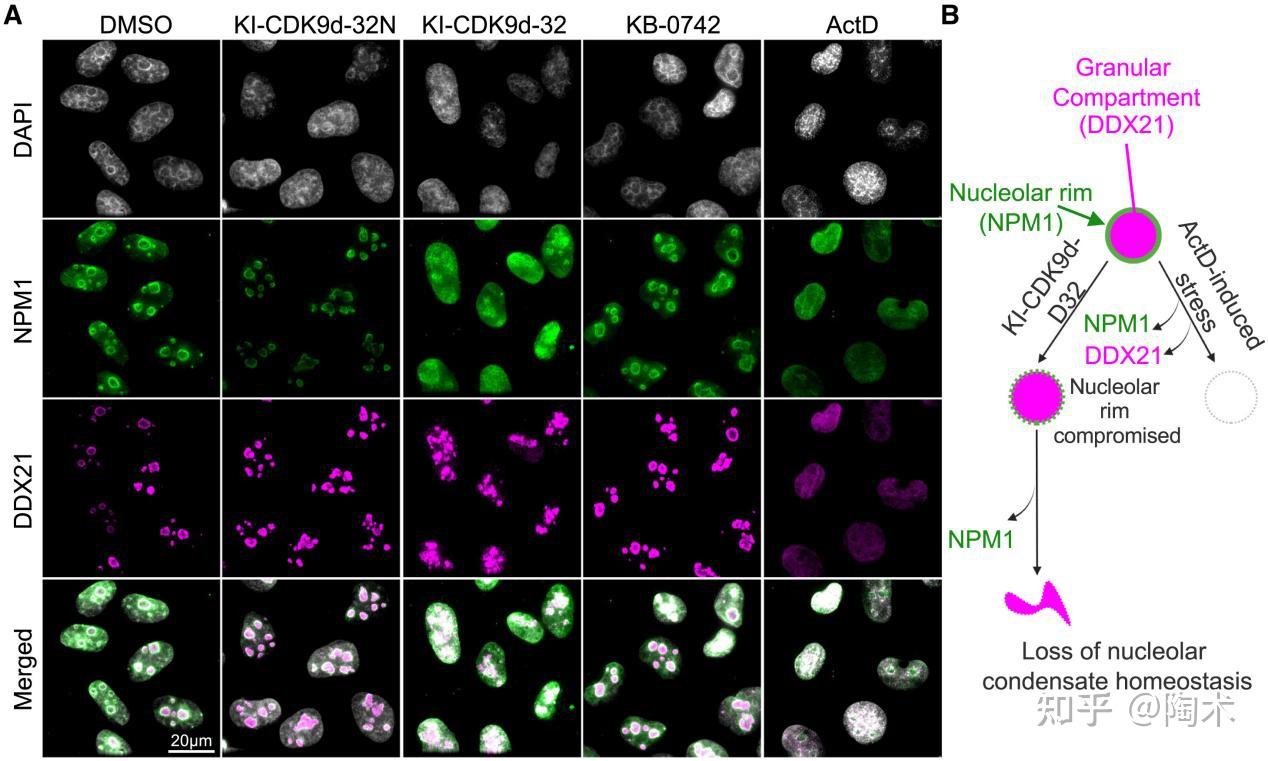 发现新型CDK9降解剂？【TargetMol】 - 知乎