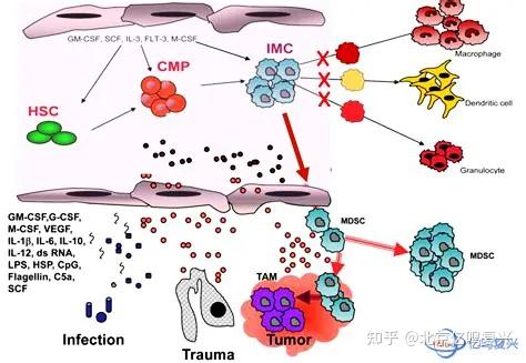 流式法分析免疫系统中的负向调控——髓源性抑制细胞（MDSCs） - 知乎
