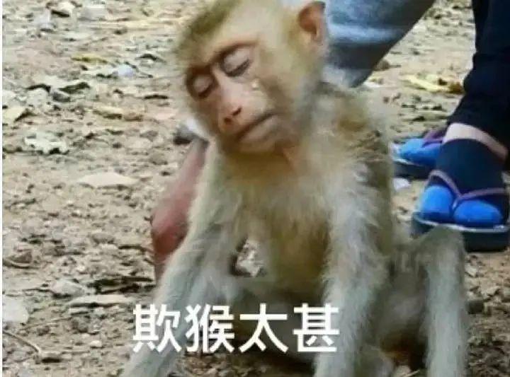 吗喽表情包、猴子表情包，高清无水印 - 知乎