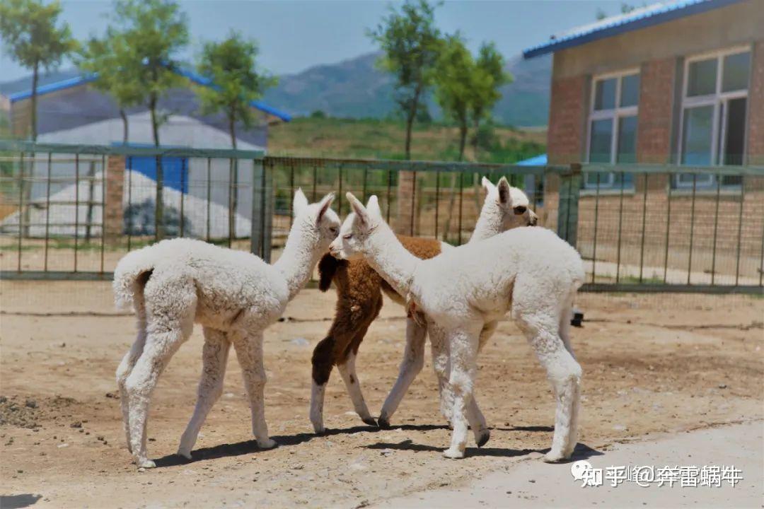 解密：羊驼耳朵和尾巴直立de 含义 - 知乎