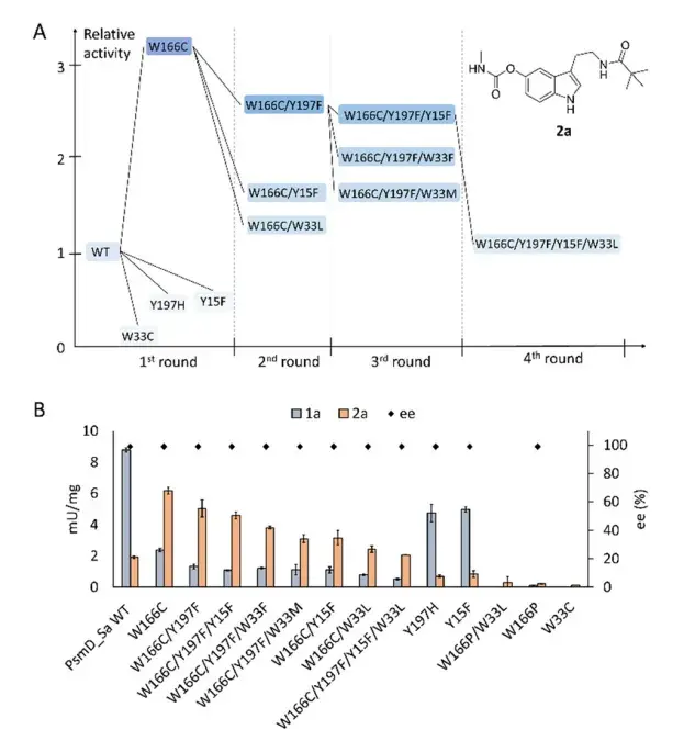欣贝莱生物 | 用于对映选择性吡咯并吲哚衍生物生产的C-甲基转移酶PsmD的定向进化 - 知乎