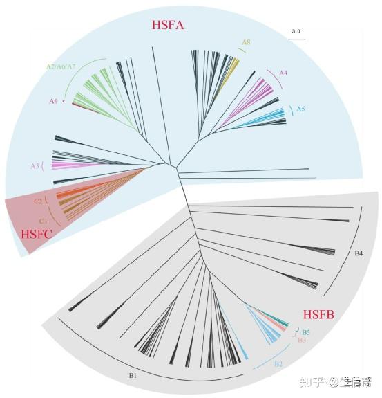 44个物种HSF基因家族鉴定和进化分析 - 知乎