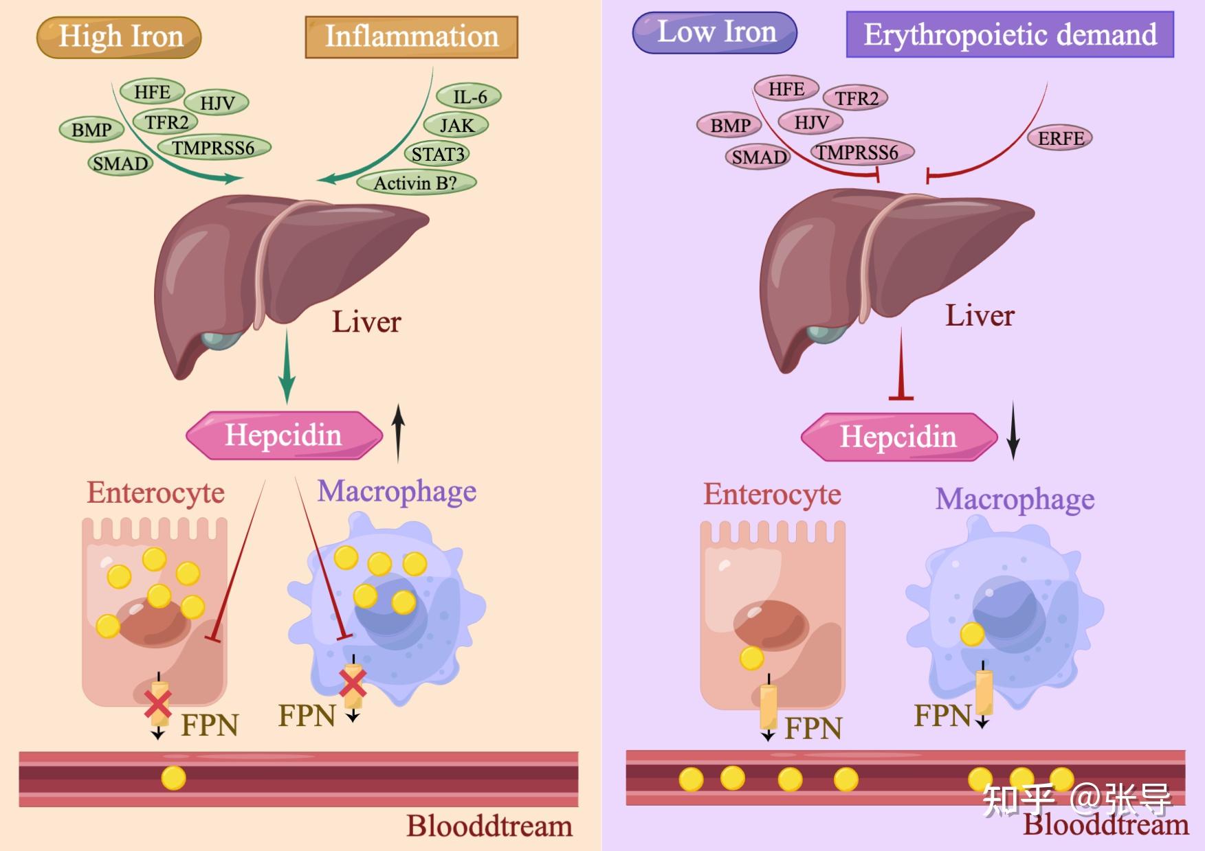 如何实现科研绘图自由？Figdraw这款绘图神器你一定要get！ - 知乎