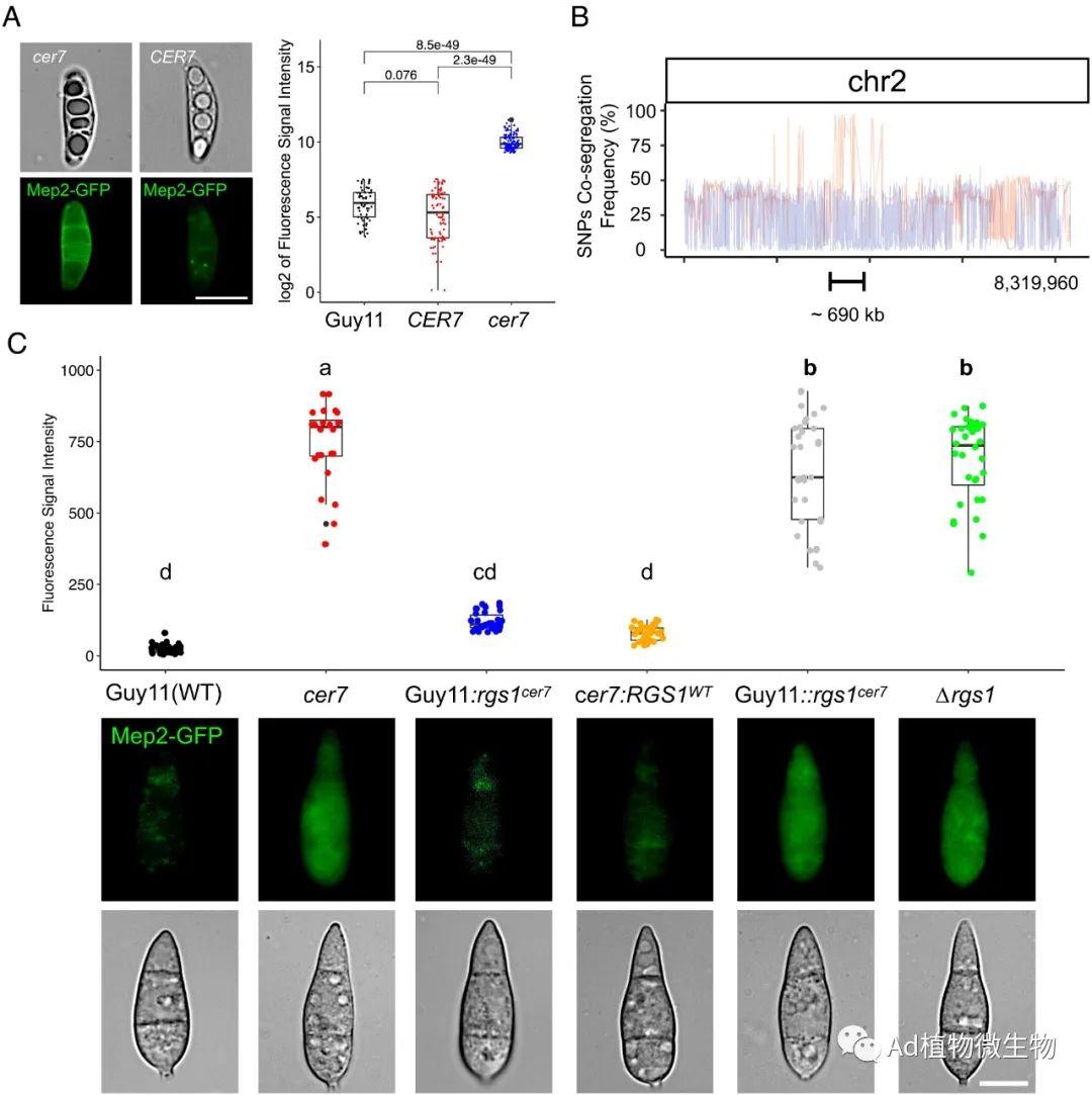 PNAS | 研究揭示稻瘟病菌侵染植物期间效应蛋白基因表达的调控机制！ - 知乎