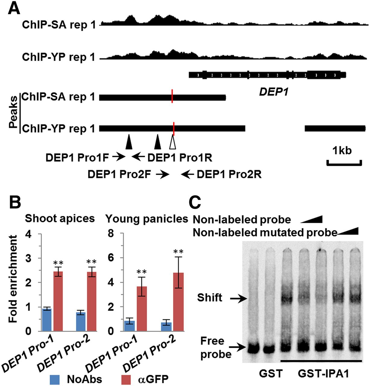 【豪克博士聊科研】手把手教你搞定 ChIP 实验（四）案例解析篇 - 知乎