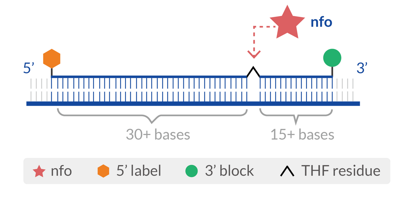 修饰引物/探针系列详解—RPA/RAA探针 - 知乎