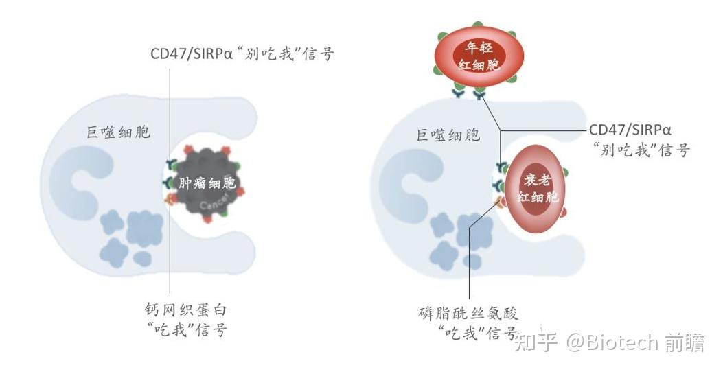 KRAS突变激活CD47实现肿瘤免疫逃逸，CD47抗体能否逆袭 - 知乎