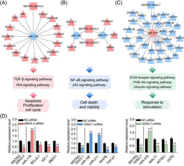Cell Prolif︱南京农业大学李齐发/杜星团队揭示TGF-β1调控卵巢颗粒细胞转录组变化的普遍机制 - 知乎