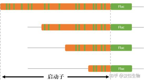 荧光素酶干货系列③ | 【应用篇】 转录因子与启动子互作验证 - 知乎