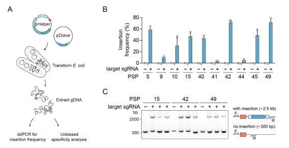 Science：Cas12k！张锋开发CRISPR相关转座酶系统，能将DNA片段精确地插入目标位点 - 知乎