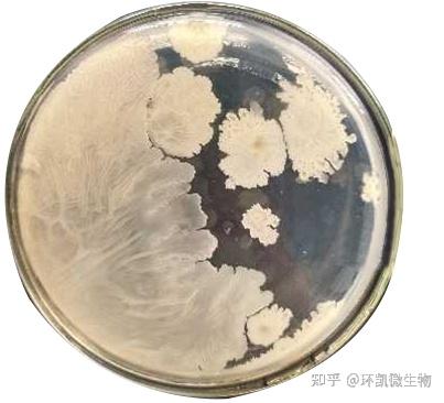 手把手教你做GB 4789.2-2016菌落总数测试 - 知乎