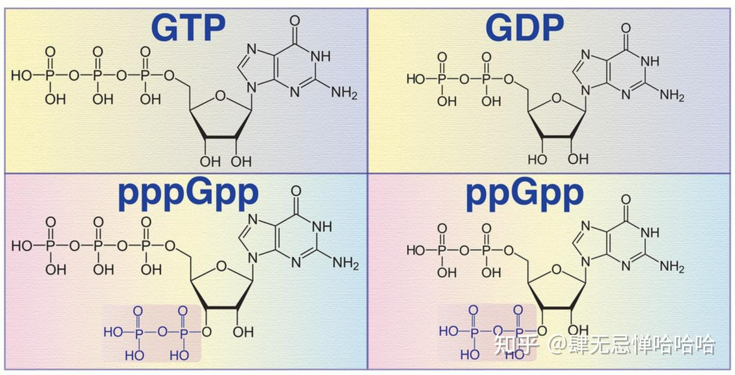 带你了解ppGpp - 知乎