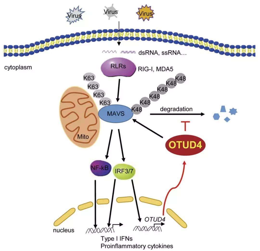 [精选]Cell Research 丨钟波组发现抗病毒免疫治疗的潜在靶点 - 知乎