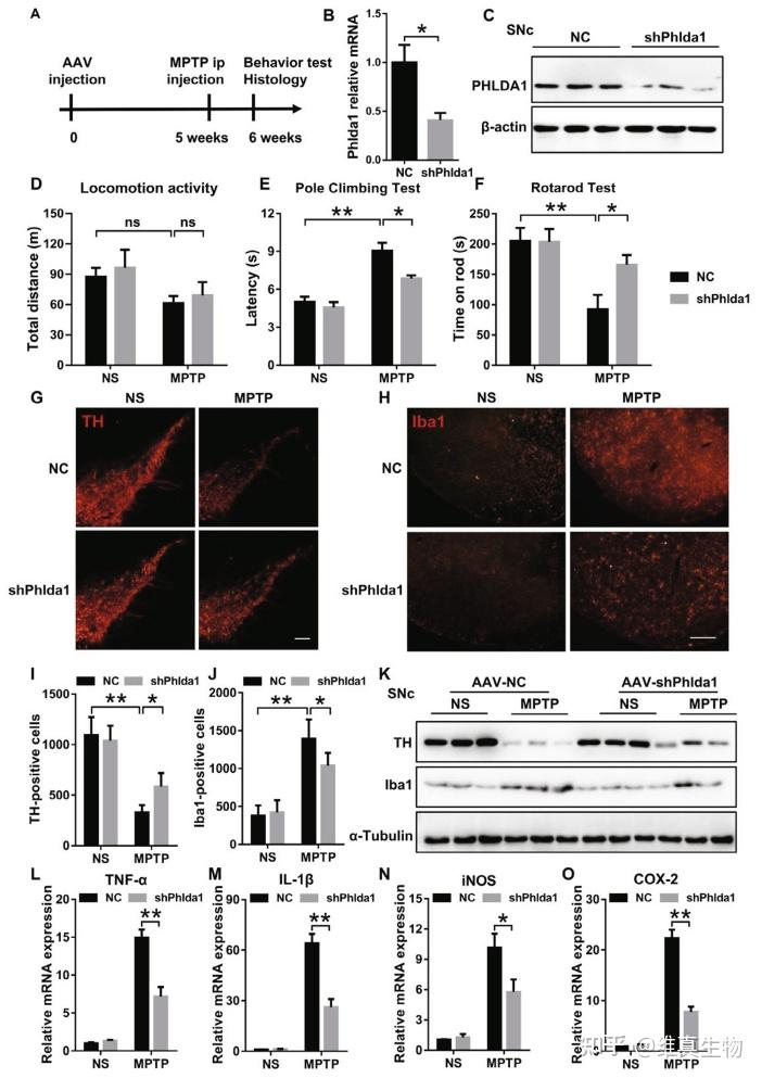 AAV在神经研究中的应用策略（应用篇） - 知乎