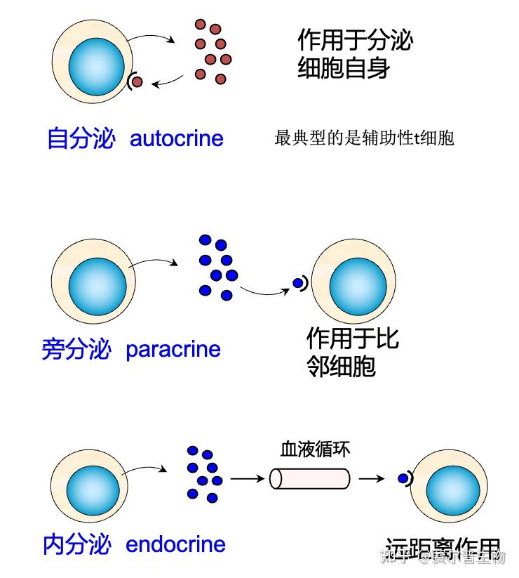 细胞因子综述：作用方式、分类&功能、受体、细胞因子炎症…… - 知乎