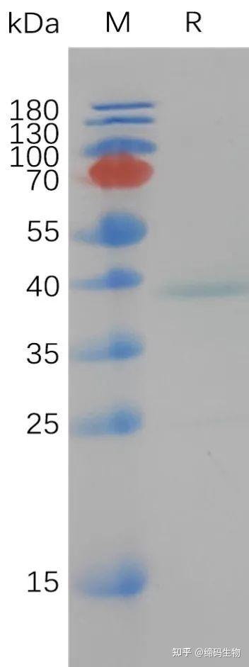 全长膜蛋白平台：Nanodisc - 知乎