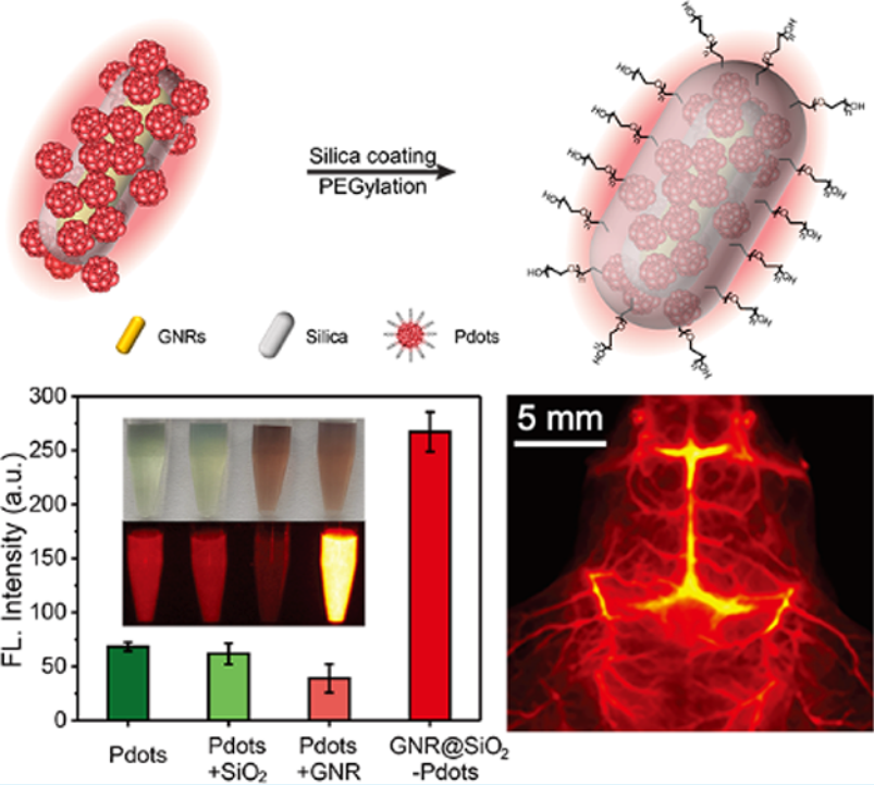 纳米探针 | 表面等离子体增强 NIR-II 荧光：用于小鼠穿颅脑成像的多层纳米探针 - 知乎