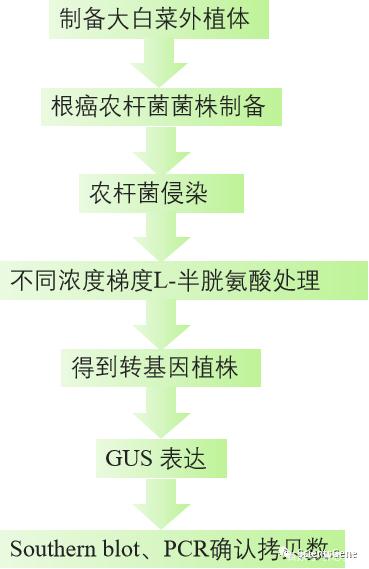 「Front Plant Sci」L-半胱氨酸可以提高大白菜的遗传转化效率 - 知乎