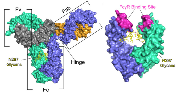 Fc region为何如此重要？ - 知乎