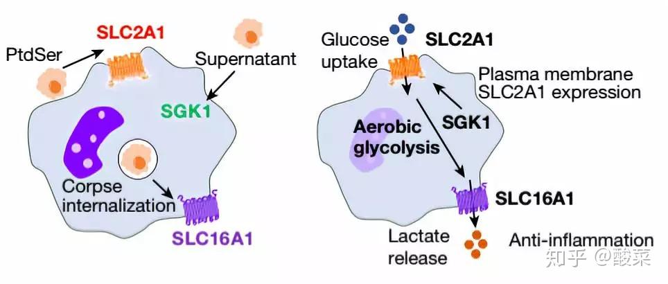 细胞“胞葬”新表型+常规套路=Nature - 知乎