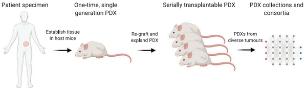 关于PDX模型你想知道的一切 - 知乎