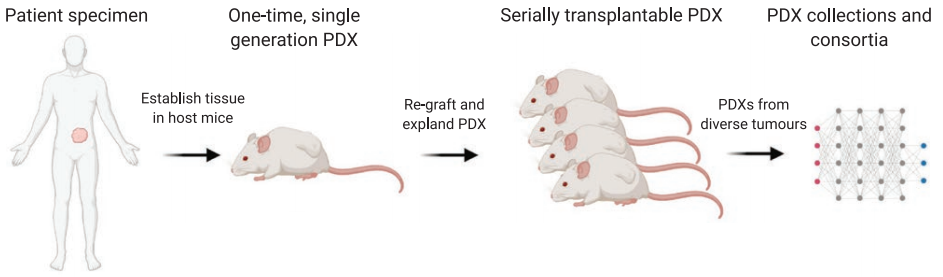 关于PDX模型的一些基础知识 - 知乎