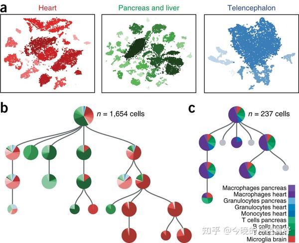 Simultaneous lineage tracing and cell-type identification using CRISPR ...