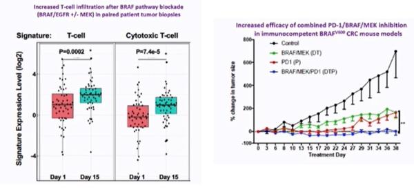 基因&用药 ‖ BRAF V600E突变靶向药物在结直肠癌中的研究进展-下 - 知乎
