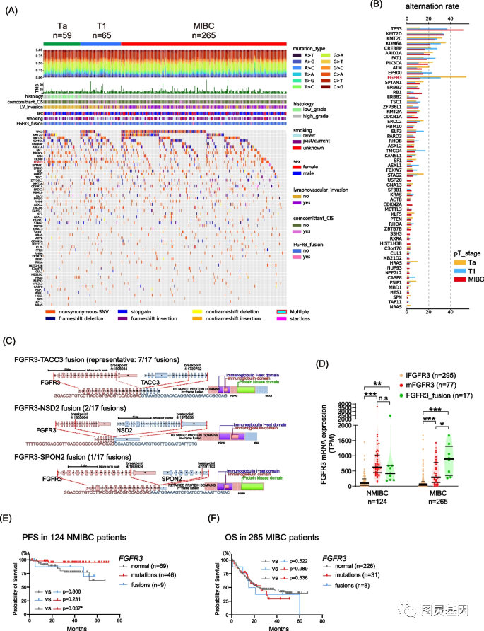 Mol Cancer | 膀胱癌中FGFR3变异对肿瘤微环境和免疫检查点抑制剂疗效的影响 - 知乎