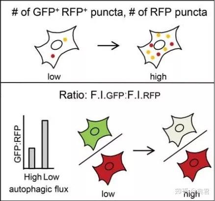 红绿荧光点亮细胞中的自噬流 - 知乎