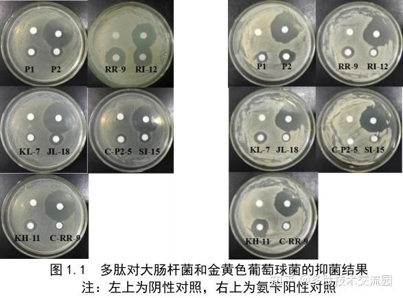 针对宠物皮肤致病菌抗菌肽的筛选及体外活性检测 - 知乎