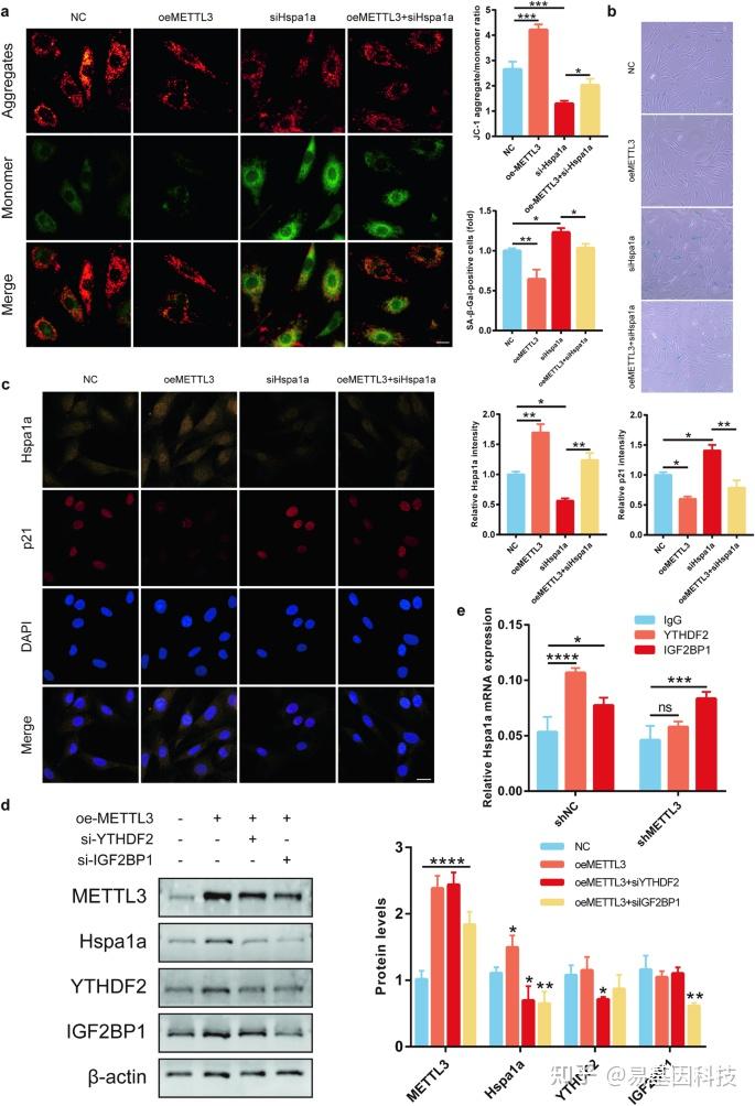 易基因：MeRIP-seq揭示METTL3介导m6A修饰增加Hspa1a稳定性以抑制细胞衰老 | 研究速递 - 知乎