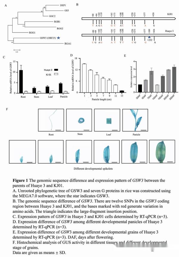 【Plant Physiol】野生稻基因GSW3的自然等位基因变异可调节水稻籽粒长、宽和千粒重 - 知乎