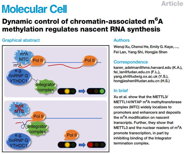 学术助力 | m6A甲基化的动态调控调节新生RNA合成 - 知乎